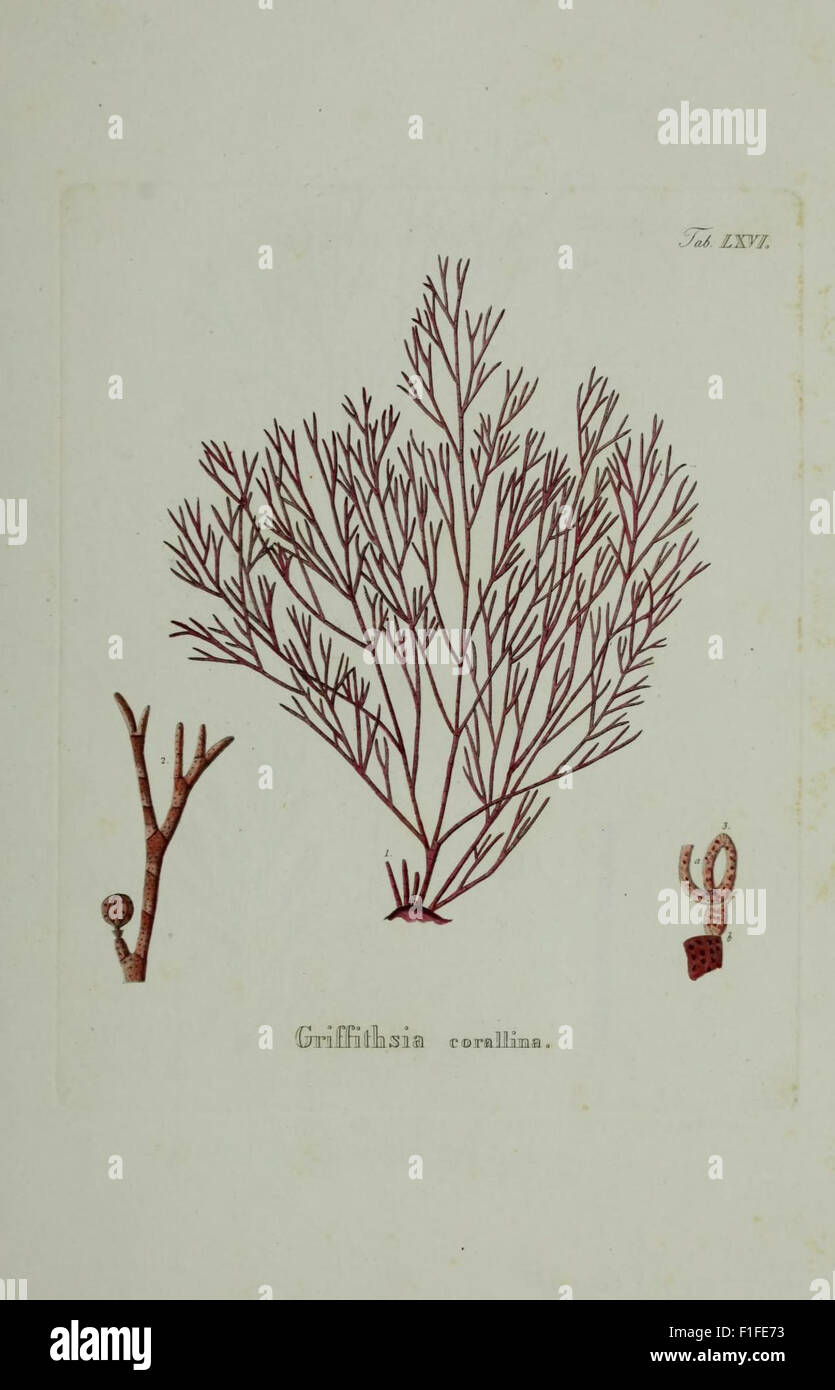 *Hydrophytologiae Regni Neapolitani* is a work focused on the aquatic ...