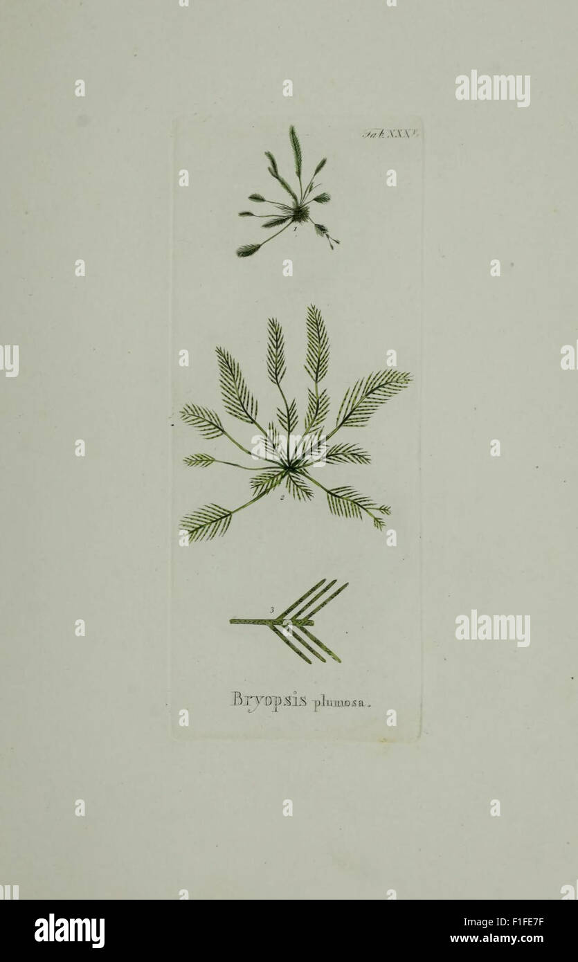 'Hydrophytologiae Regni Neapolitani icones' is an 18th-century ...
