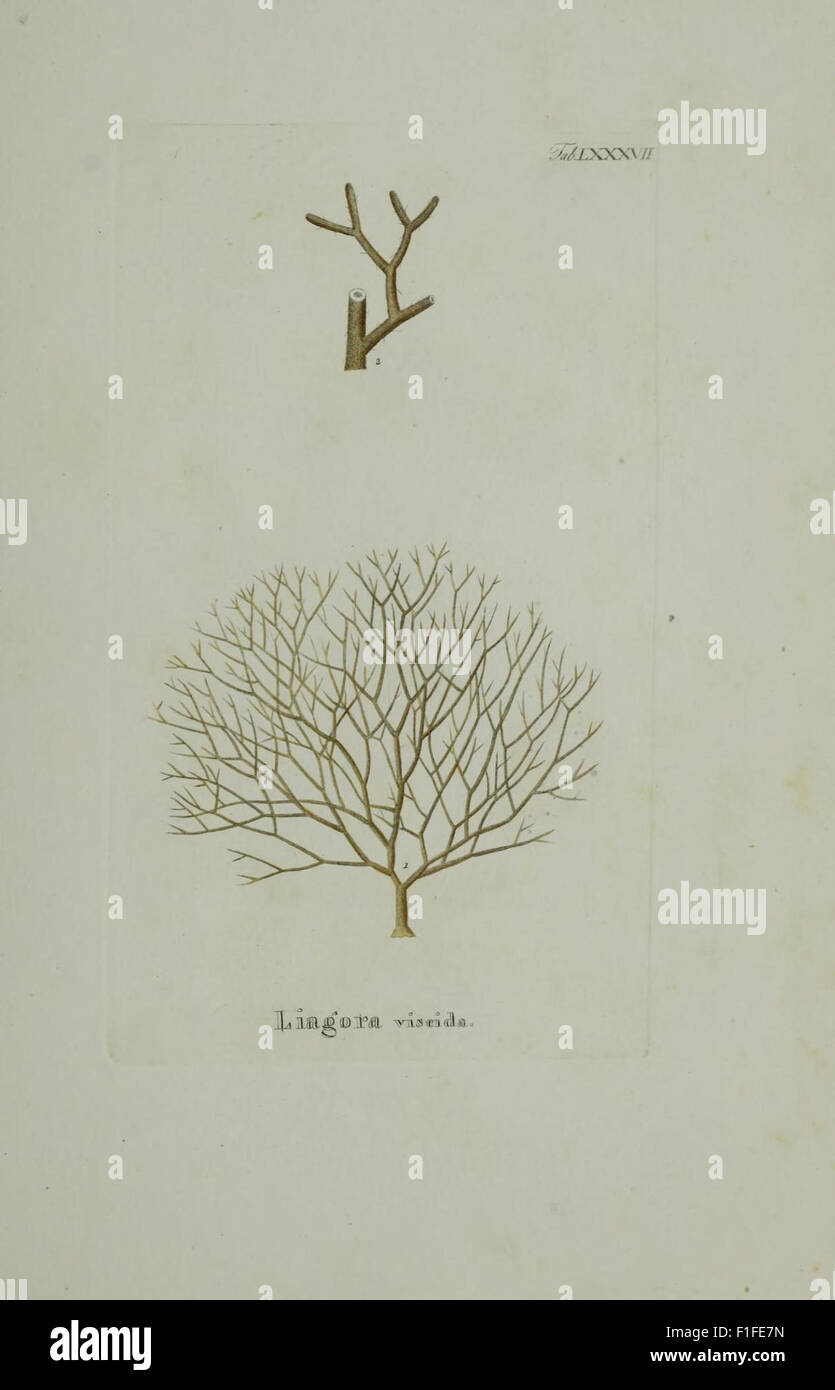 'Hydrophytologiae Regni Neapolitani' focuses on the hydrophytic plants ...