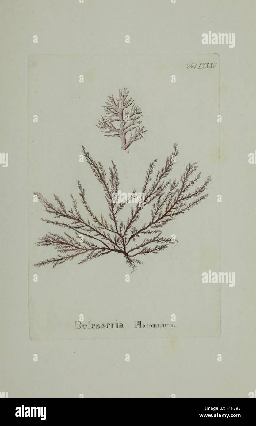 This botanical work illustrates the hydrophytic plants of the Kingdom ...