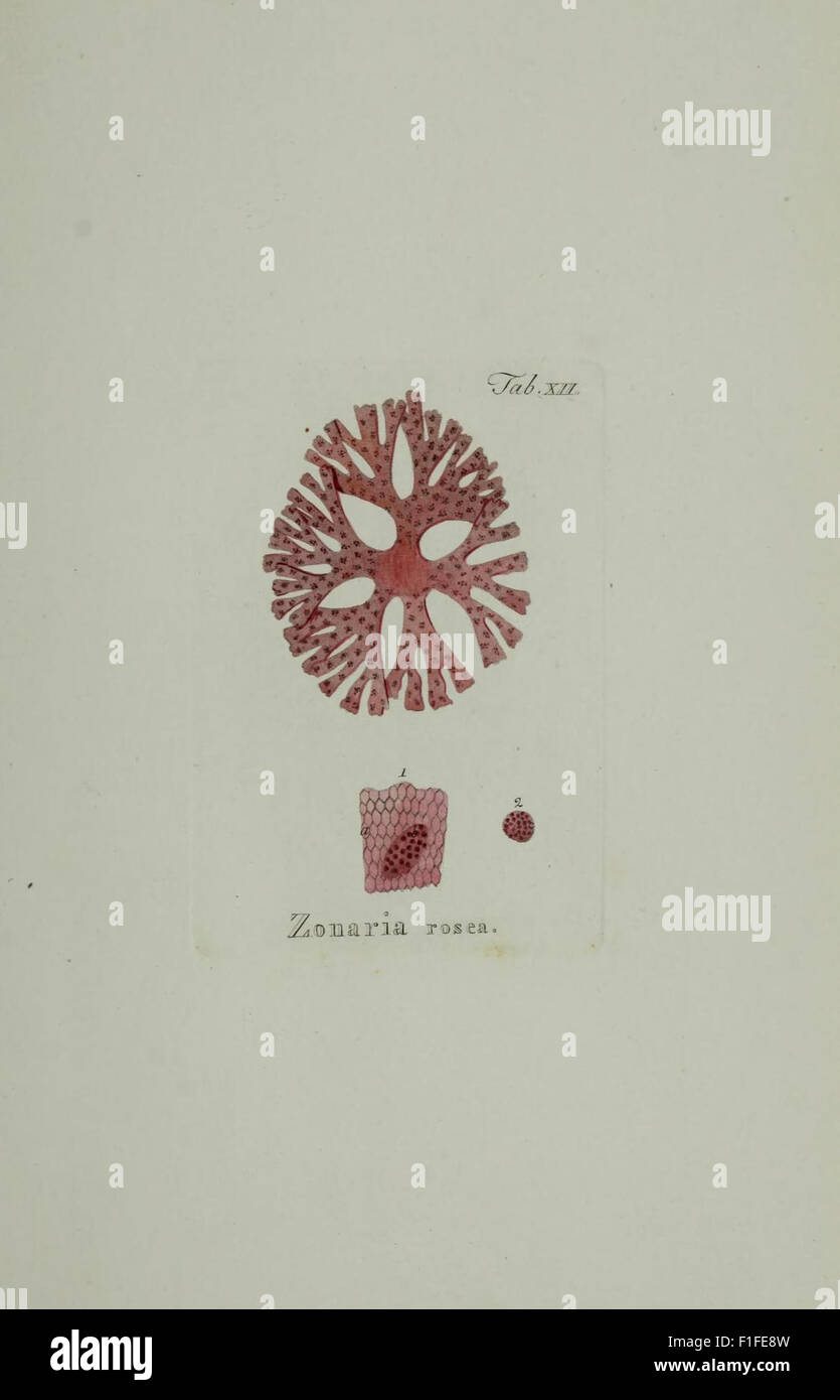 This work features illustrations of aquatic plants from the Kingdom of ...