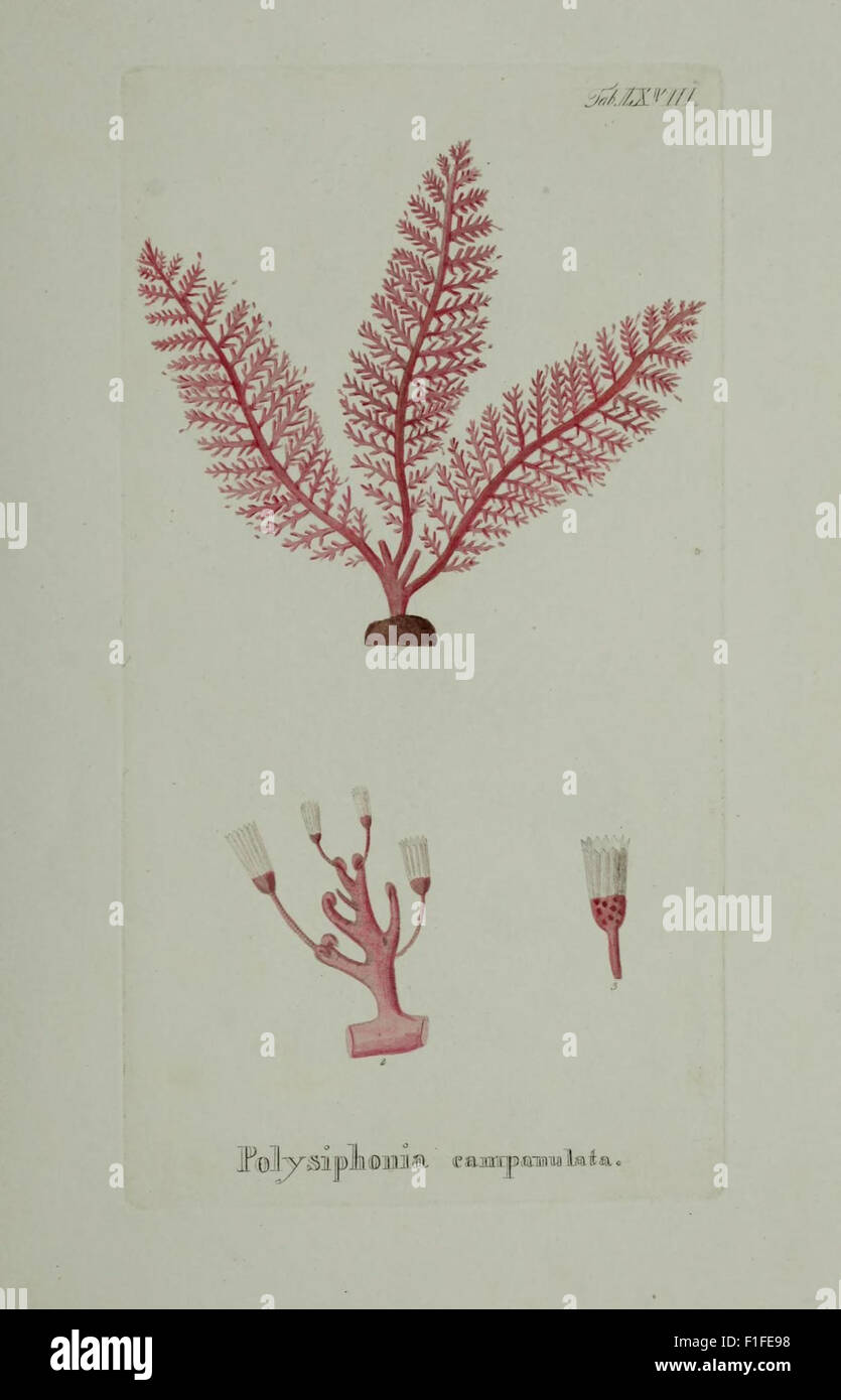 'Hydrophytologiae Regni Neapolitani' features illustrations of aquatic ...