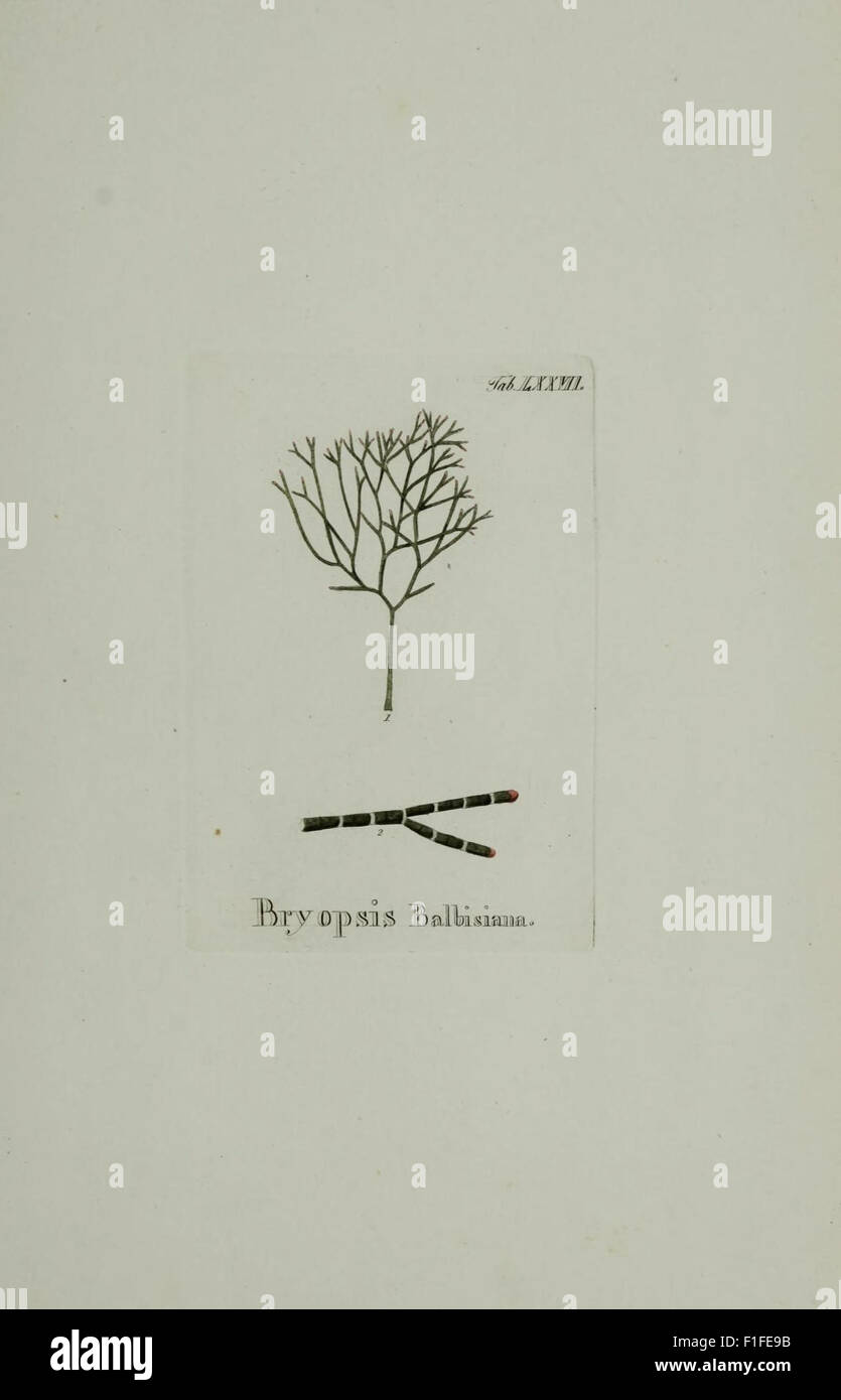*Hydrophytologiae Regni Neapolitani* features illustrations of aquatic ...