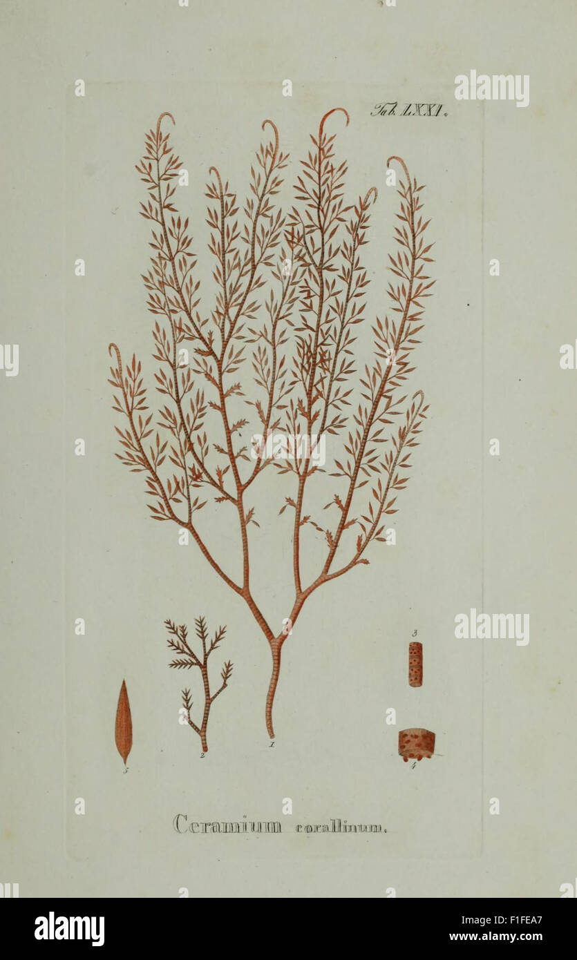 'Hydrophytologiae Regni Neapolitani' is a botanical work that features ...