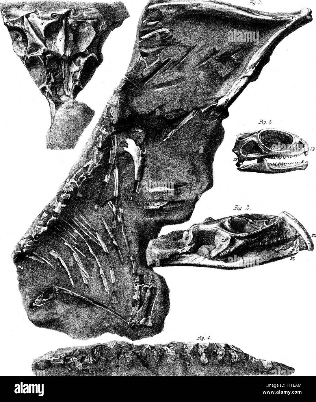 Fossil reptilia of south africa hi-res stock photography and images - Alamy