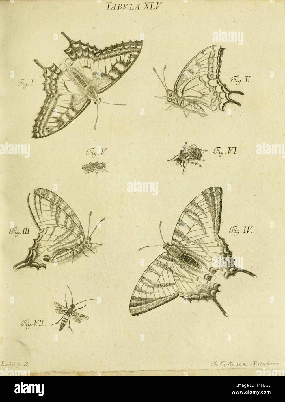 'Icones Insectorum circa Ratisbonam' by Jacob Christian Shaeffer ...
