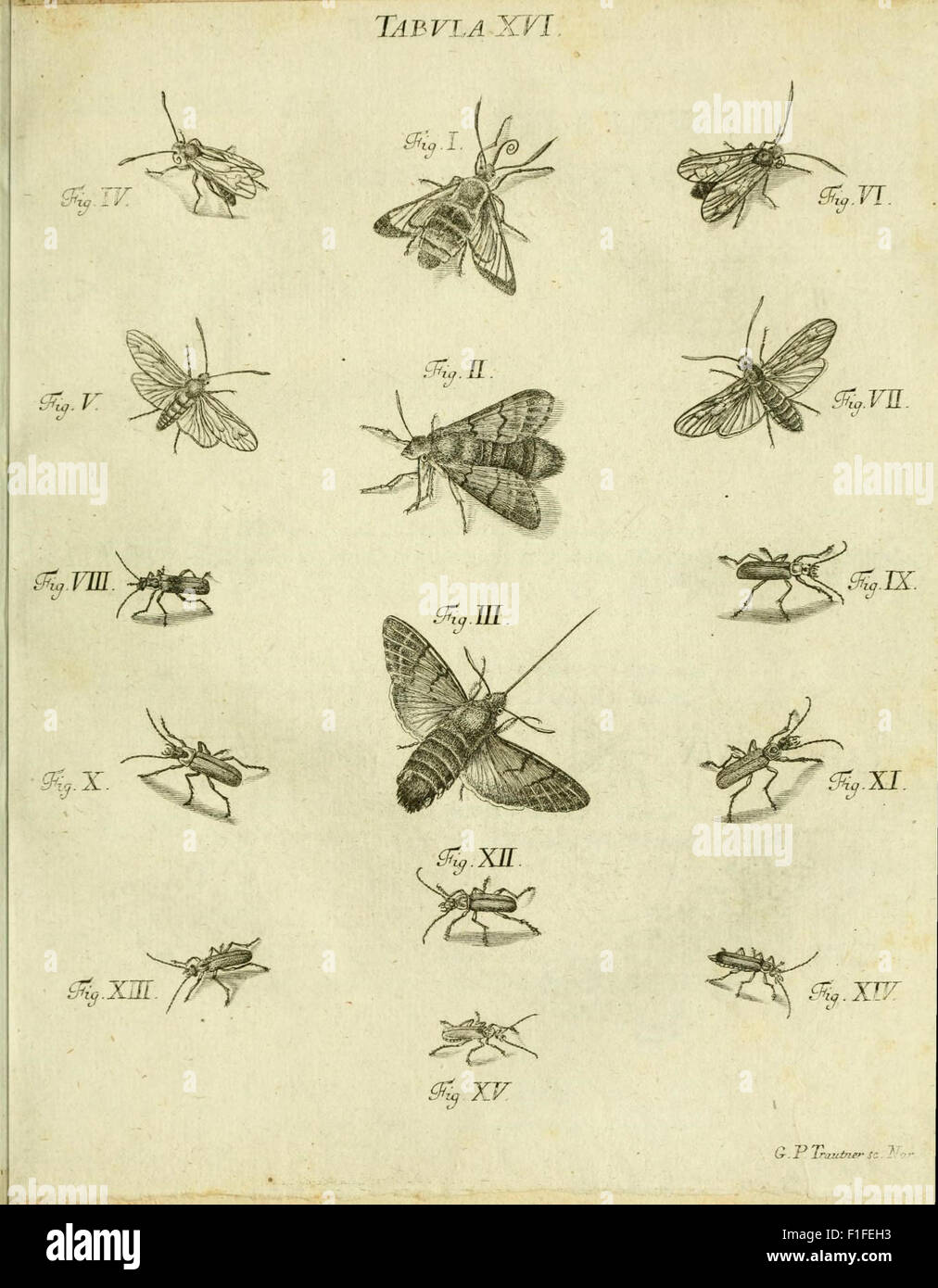 'Icones Insectorum Circa Ratisbonam' by Jacob Christian Schaeffer is a ...