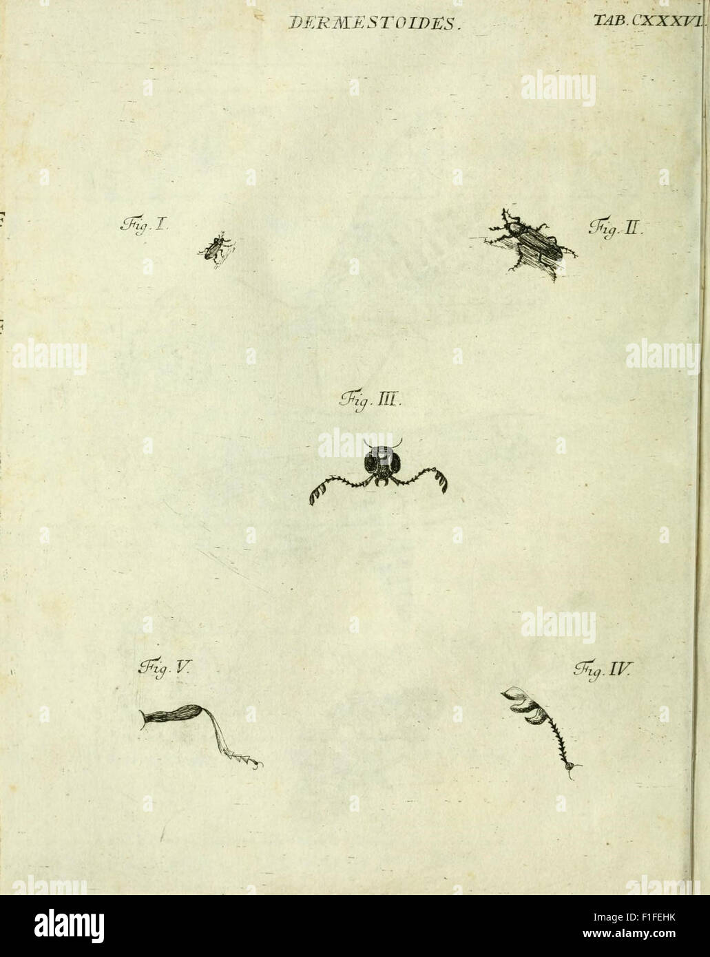 A vintage work by Jacob Christian Schaeffer, illustrating insects ...
