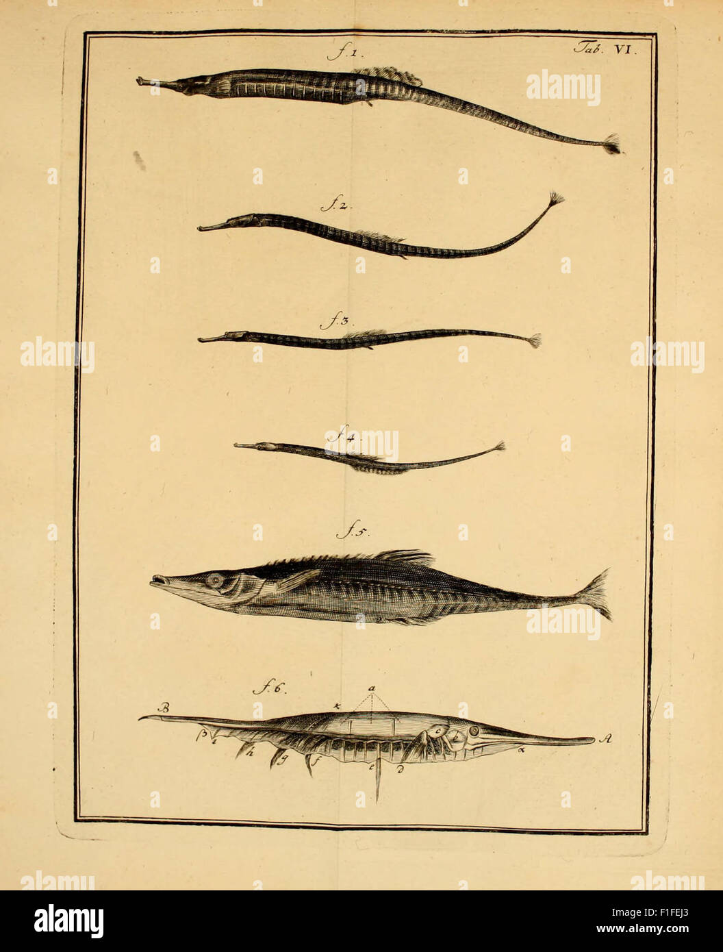 Iacobi Theodori Klein Historiæ piscium naturalis Stock Photo - Alamy