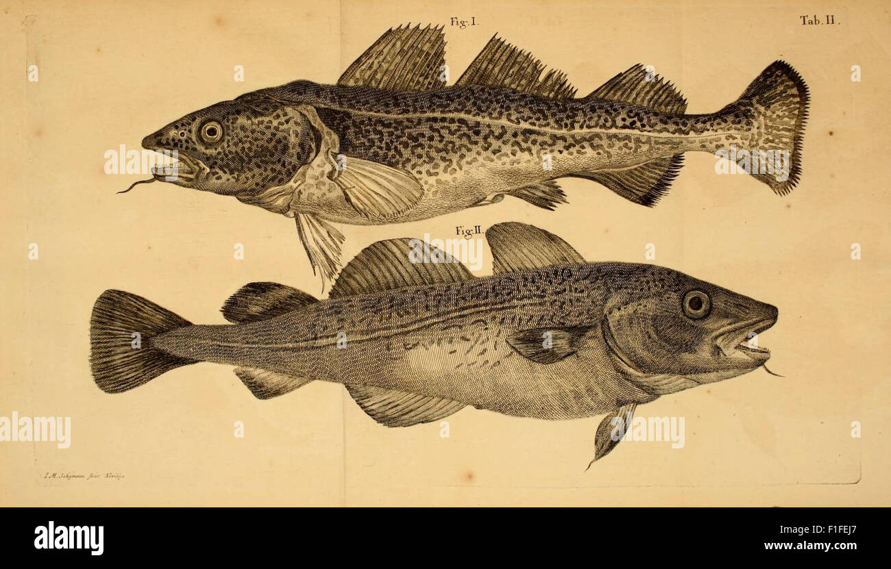 Klein's work, 'Natural History of Fish', provides a detailed ...