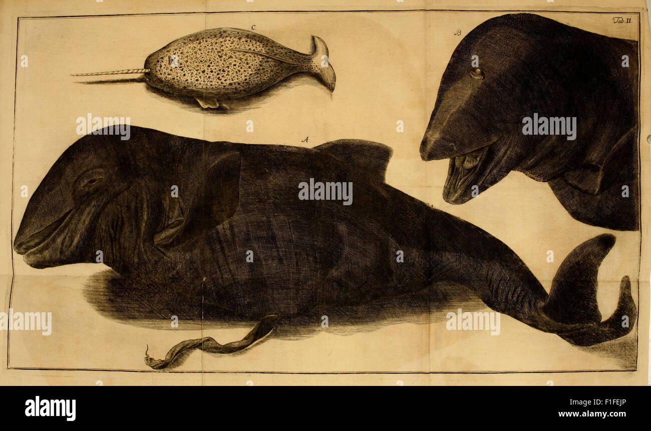 Iacobi Theodori Klein Historiæ piscium naturalis Stock Photo - Alamy