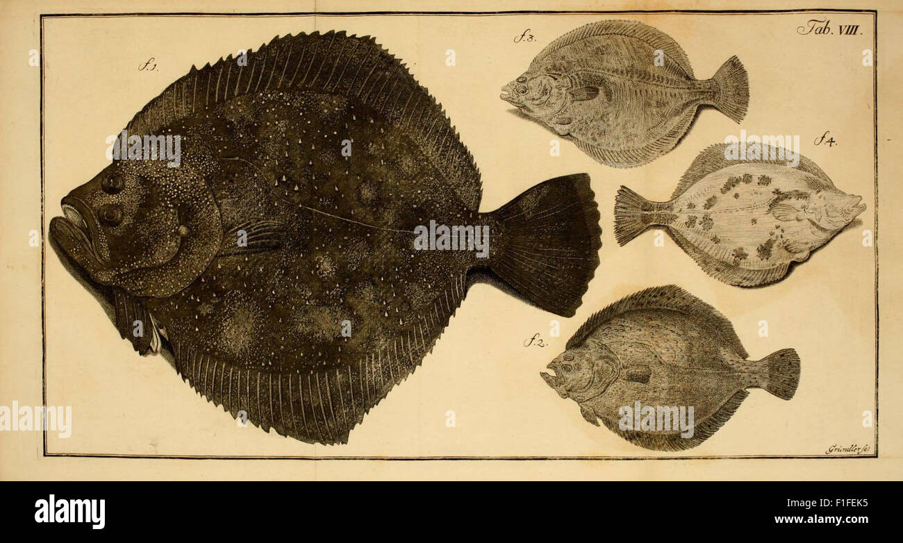 This work by Jacob Theodore Klein focuses on the natural history of ...