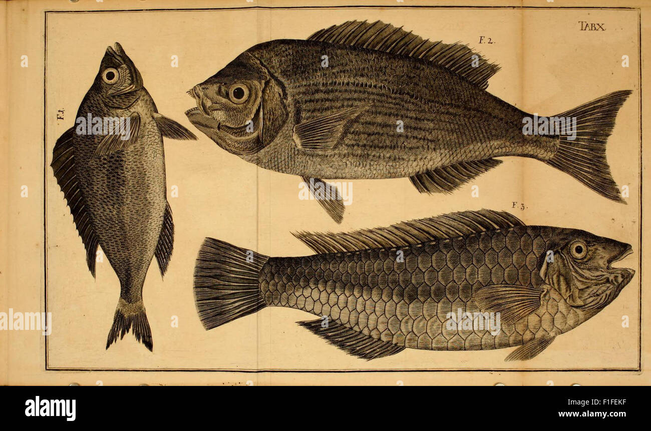 Iacobi Theodori Klein Historiæ piscium naturalis Stock Photo - Alamy