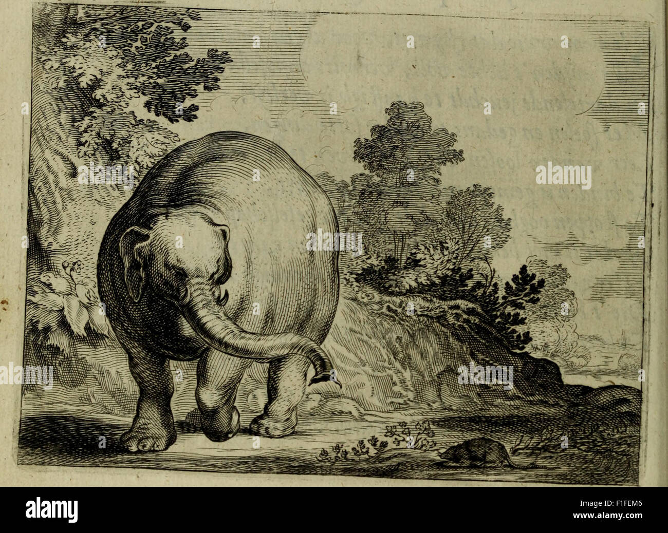 Ian van der Veens Zinne-beelden oft Adams appel (1642 Stock Photo - Alamy