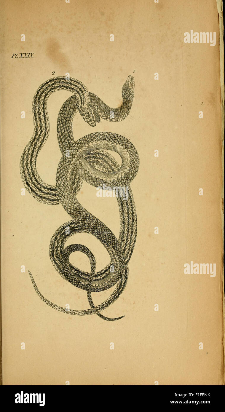 'Icones Amphibiorum' features detailed illustrations of amphibians, providing a valuable ...