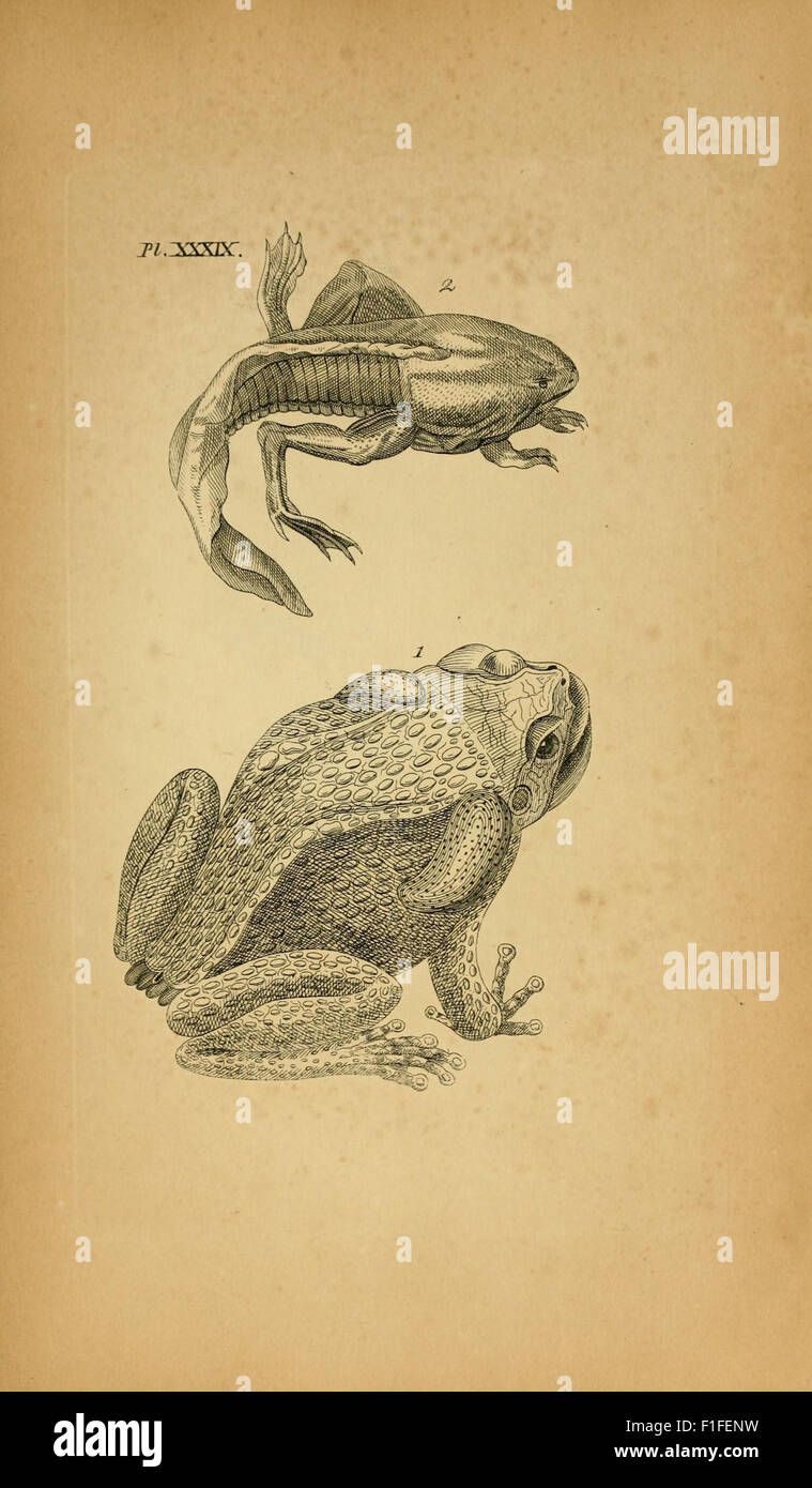 A scientific collection of illustrations and descriptions of amphibians ...