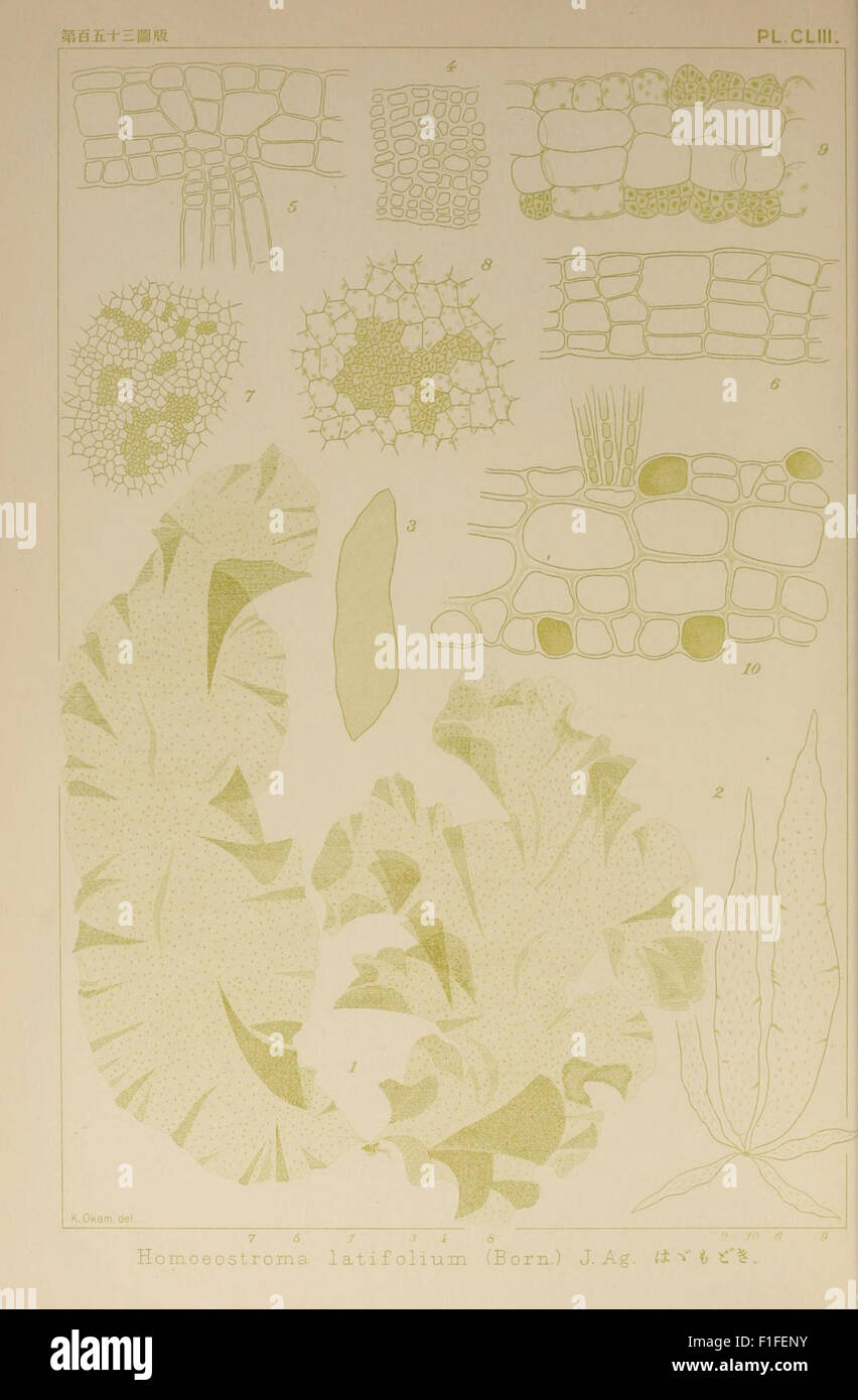 This work presents detailed illustrations of algae species from Japan ...