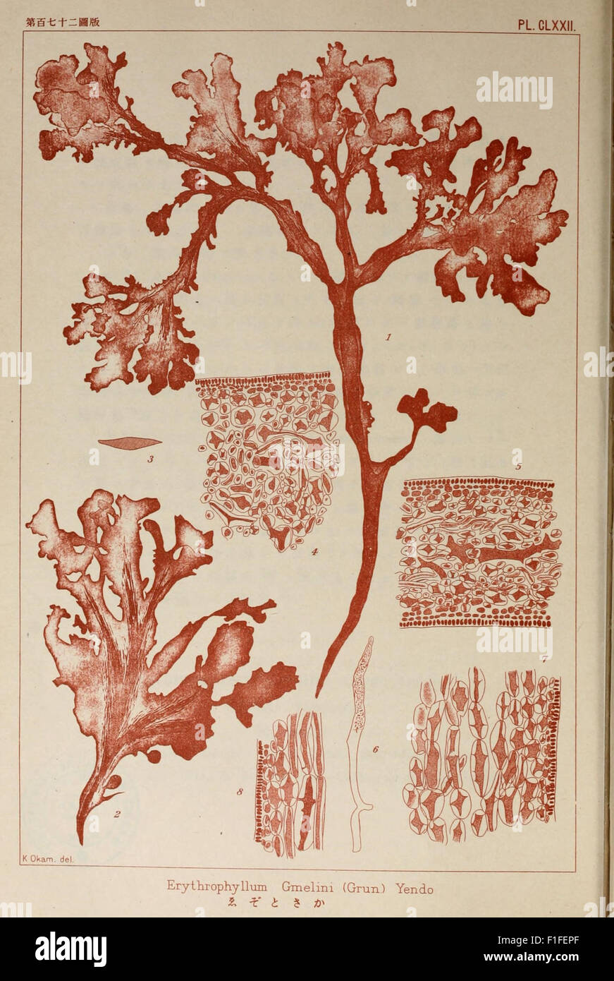 This work features detailed illustrations of algae species native to ...