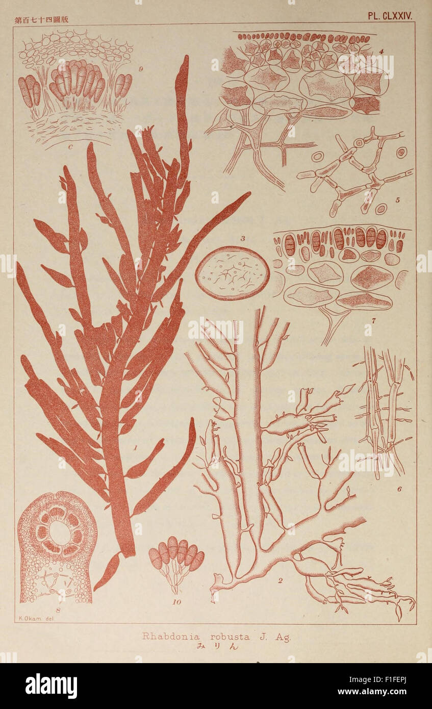 *Icones of Japanese Algae* is a botanical work presenting detailed ...