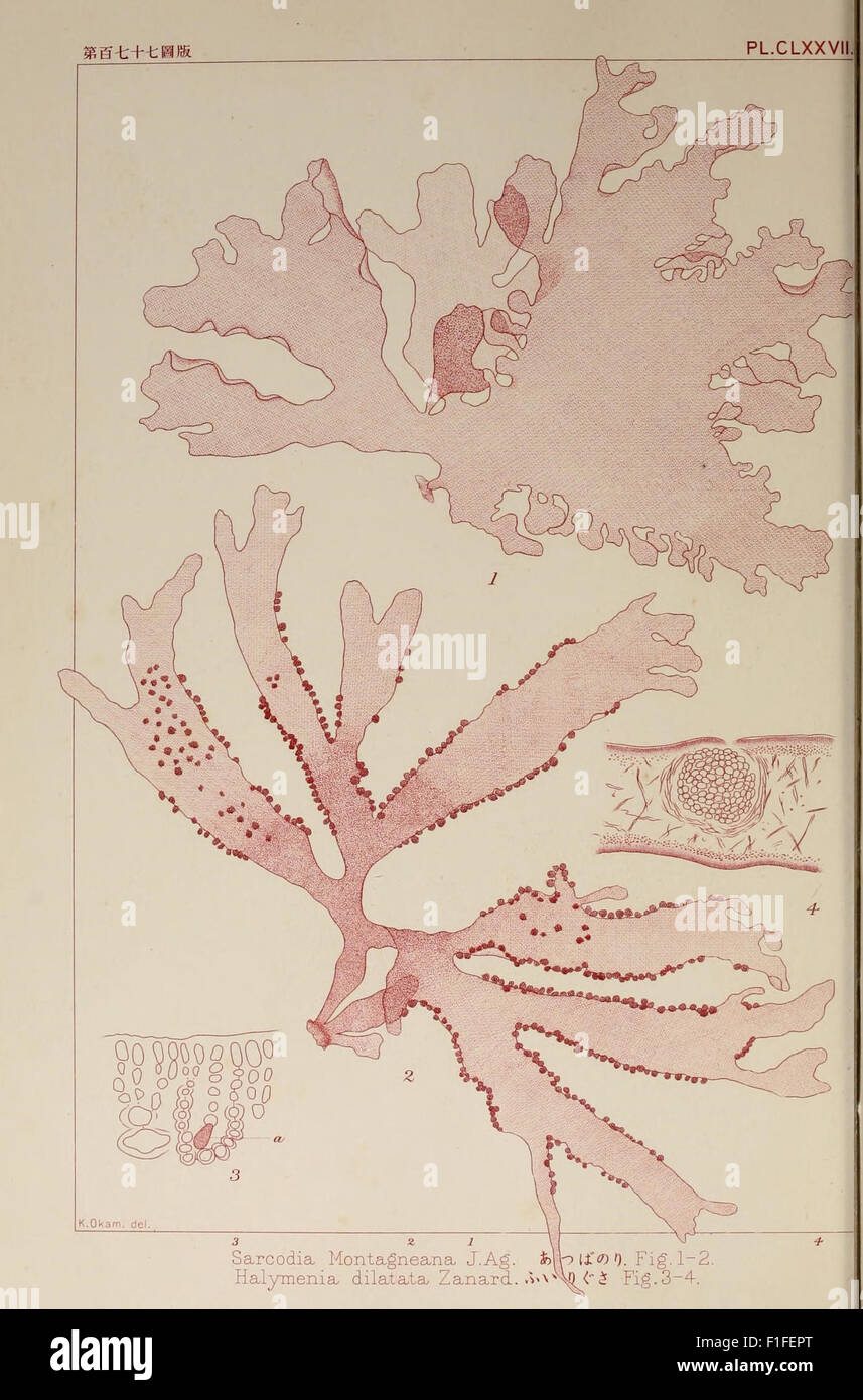 'Icones of Japanese Algae' is a botanical work featuring illustrations ...