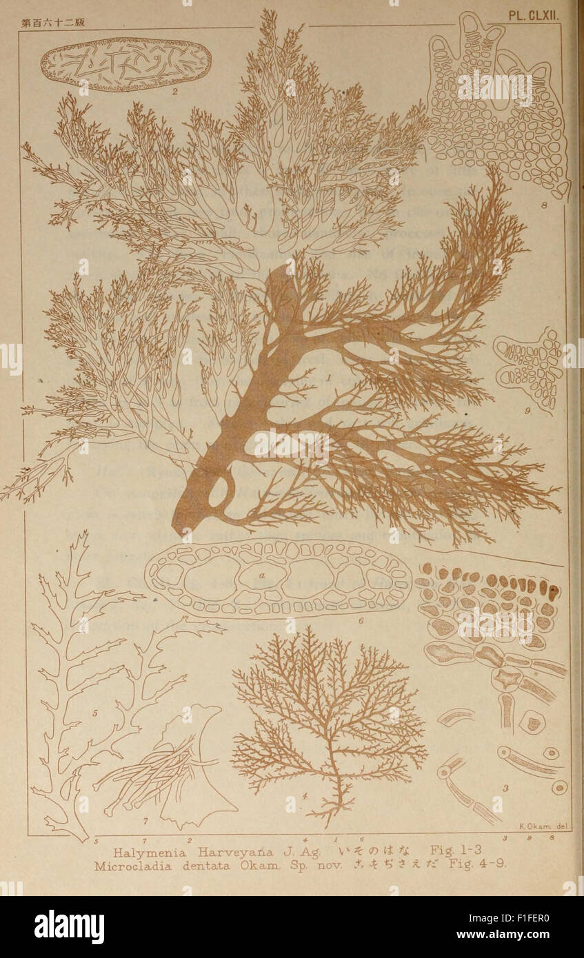 This work presents detailed illustrations of algae species native to ...
