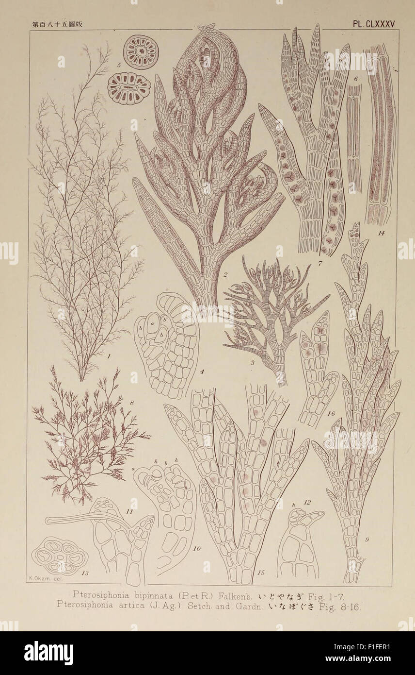 *Icones of Japanese Algae* features detailed illustrations of algae ...