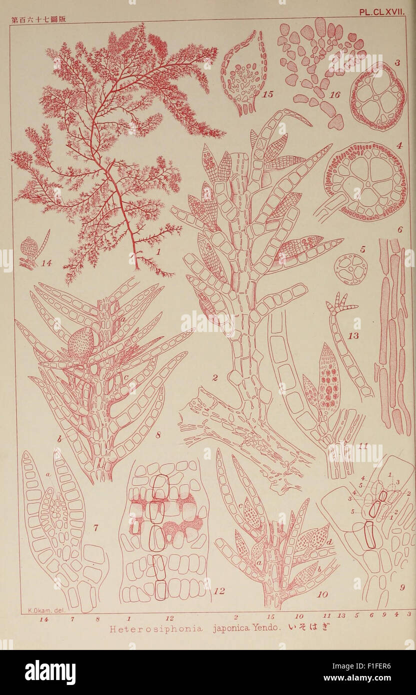'Icones of Japanese Algae' is a historical botanical work that features ...