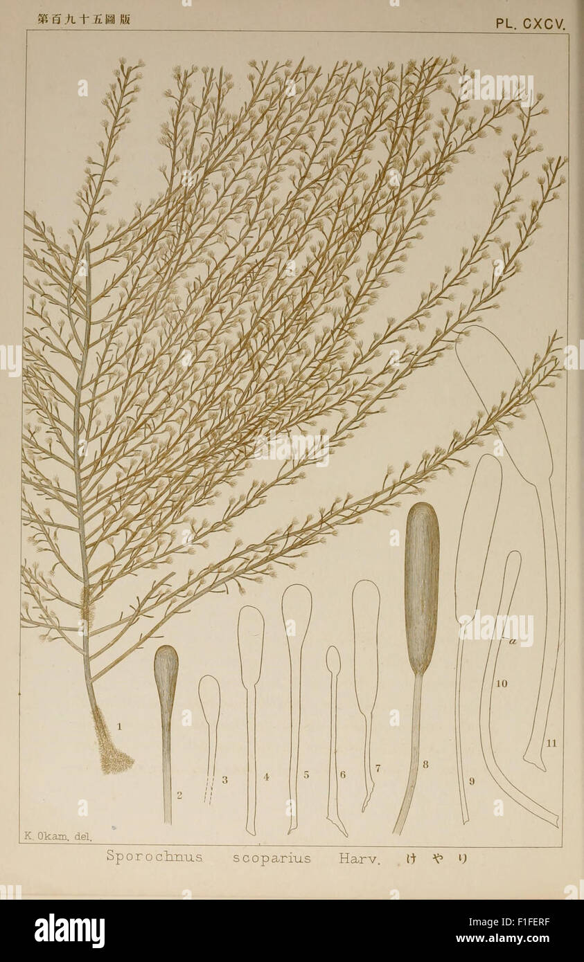 This work presents detailed illustrations of Japanese algae, featuring ...