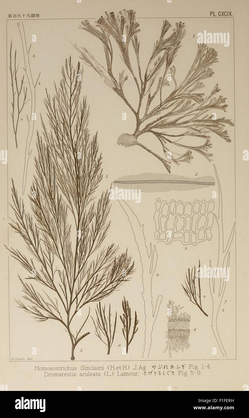 'Icones of Japanese Algae' is a botanical work showcasing algae species ...