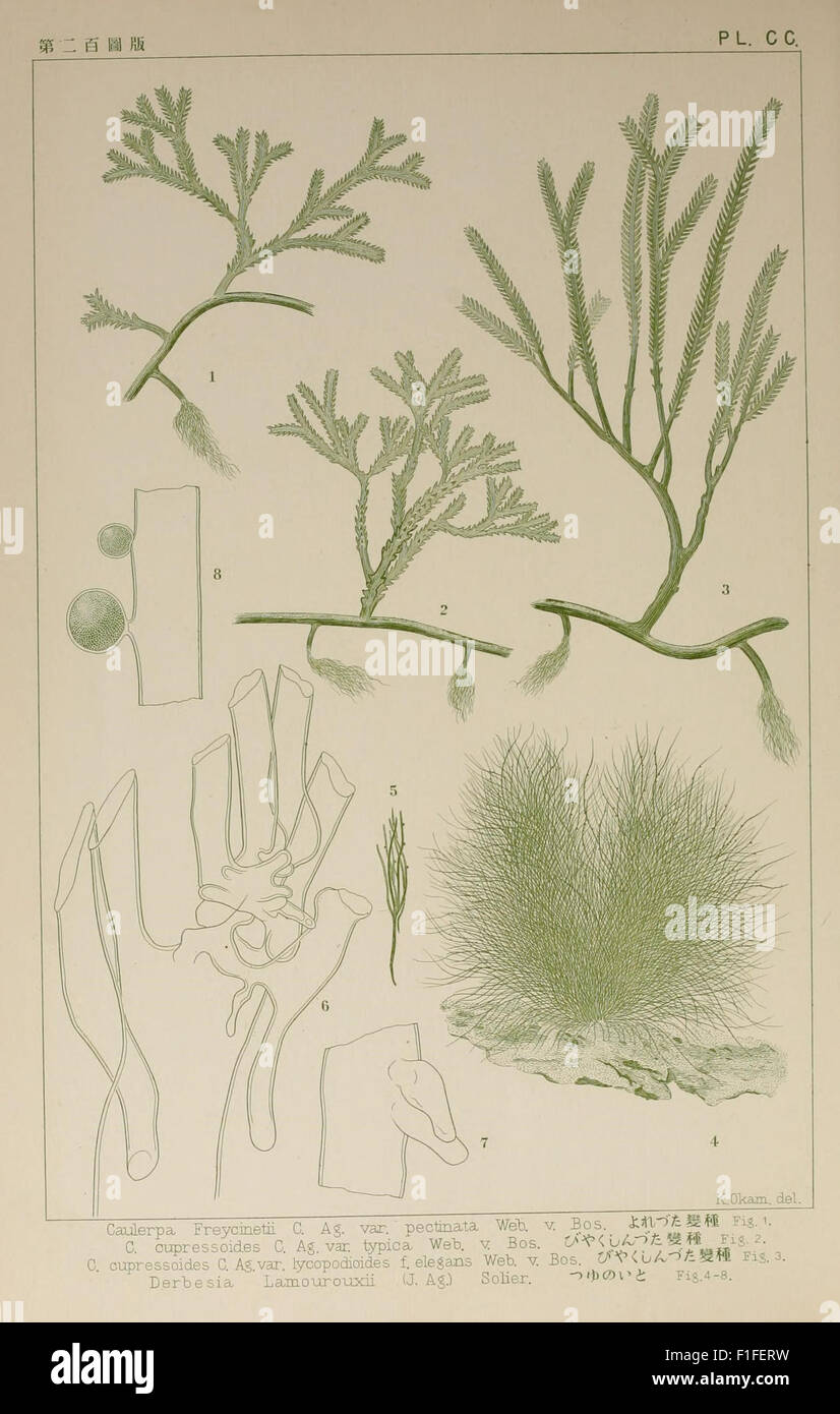 *Icones of Japanese Algae* is a botanical work featuring detailed ...