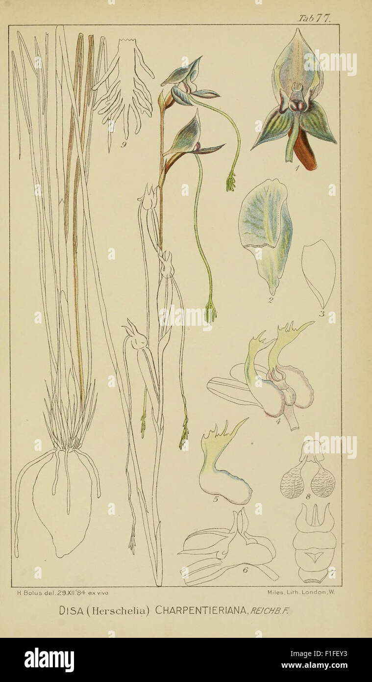 *Icones Orchidearum Austro-Africanarum Extra-Tropicarum* is a vintage ...