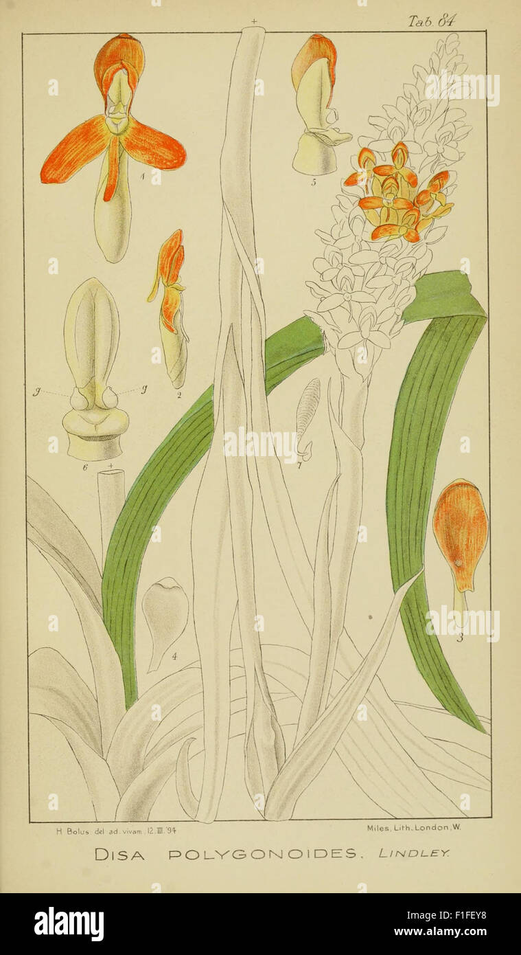 *Icones Orchidearum Austro-Africanarum Extra-Tropicarum* presents ...