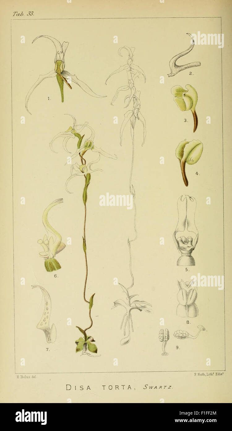 A vintage botanical book illustrating the diverse orchids of southern ...