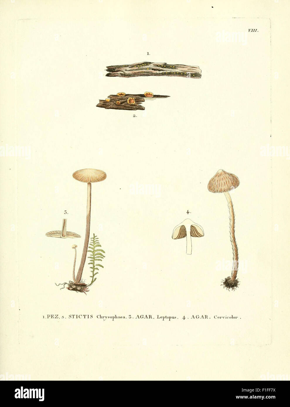 This 19th-century work provides illustrations of rare fungi species and ...