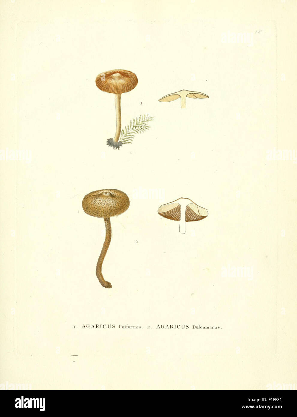 This illustrated work features rare species of fungi, offering detailed ...