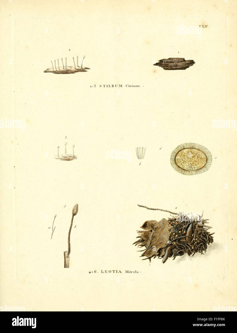 This illustrated work provides descriptions of rare fungi species ...