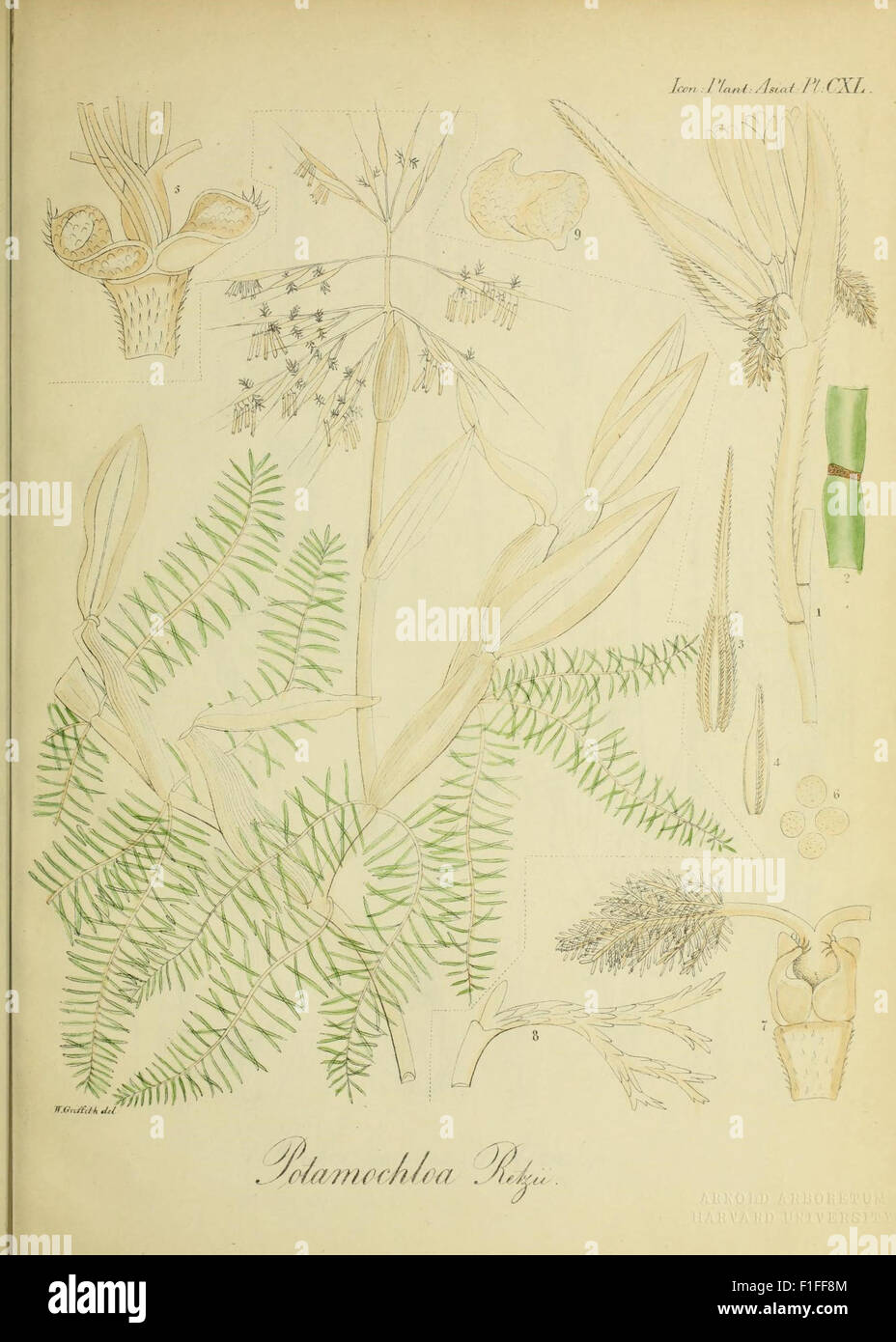 This botanical work features illustrations of plants native to Asia ...