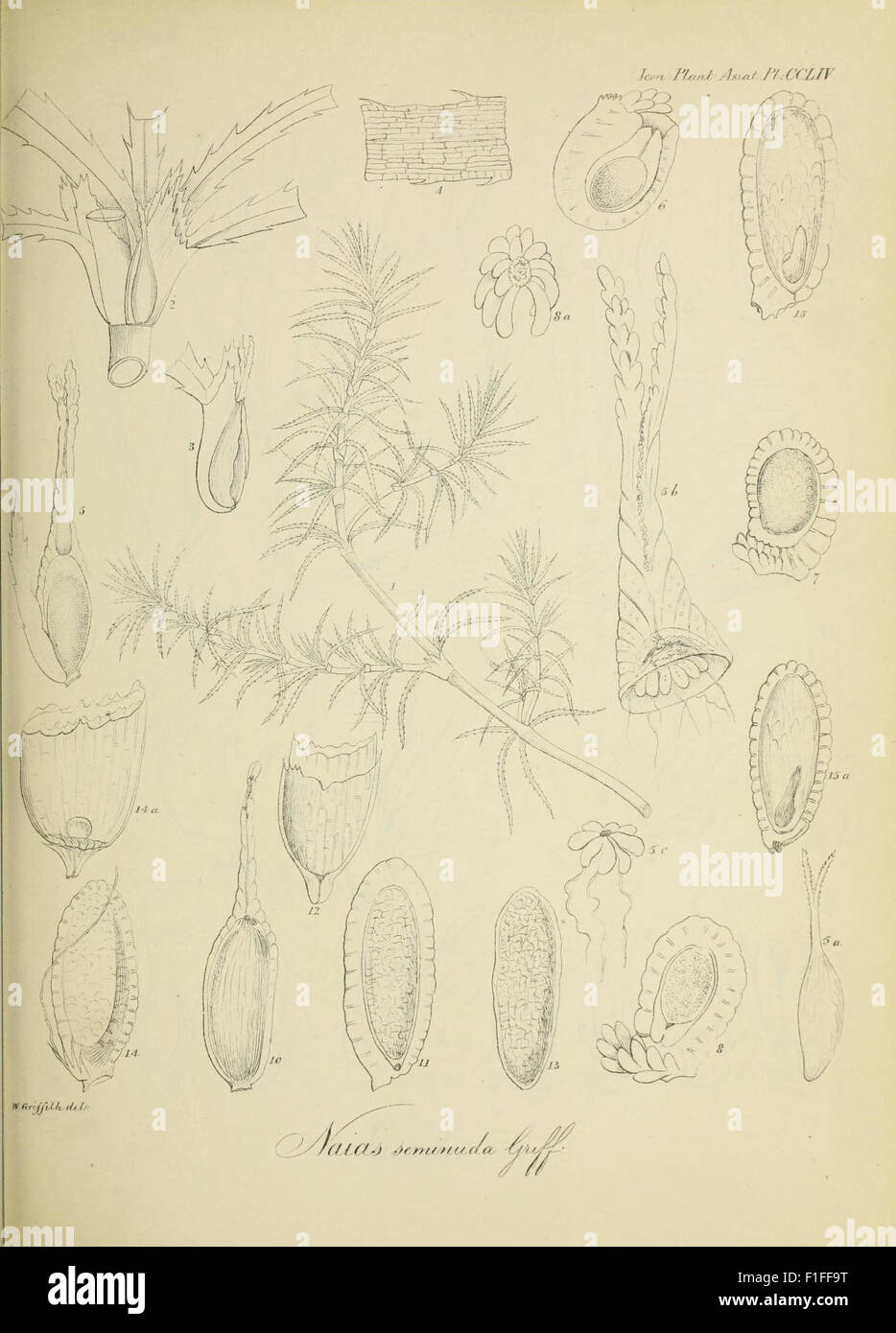 A botanical work depicting various Asian plant species, highlighting ...