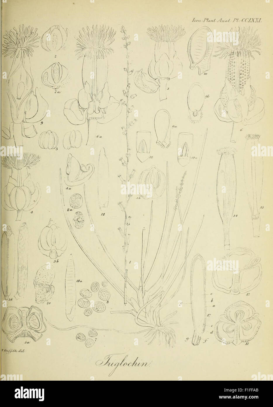 This botanical work presents detailed illustrations of Asian plants ...