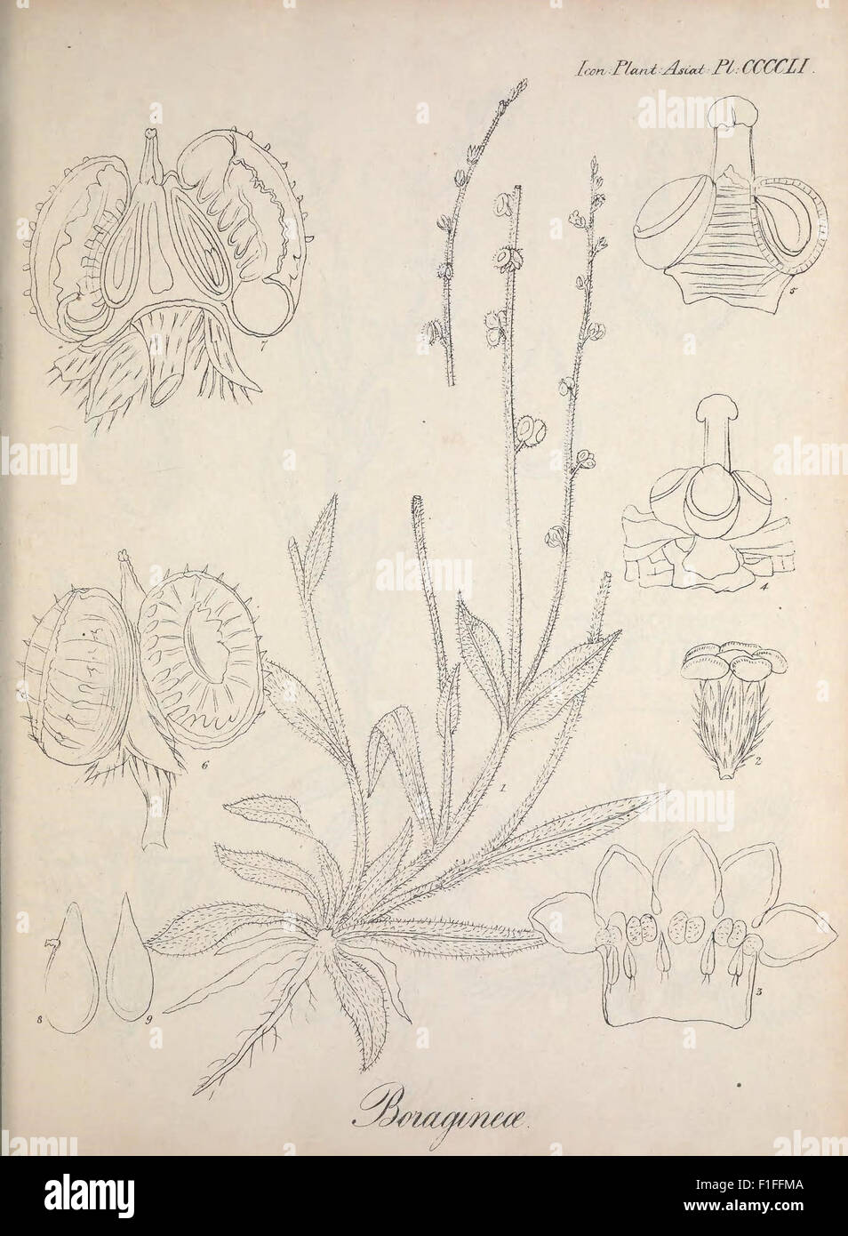 An 18th-century botanical work featuring illustrations of Asian plants ...