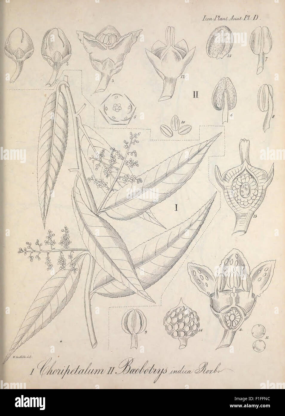 A vintage botanical publication featuring detailed illustrations of ...