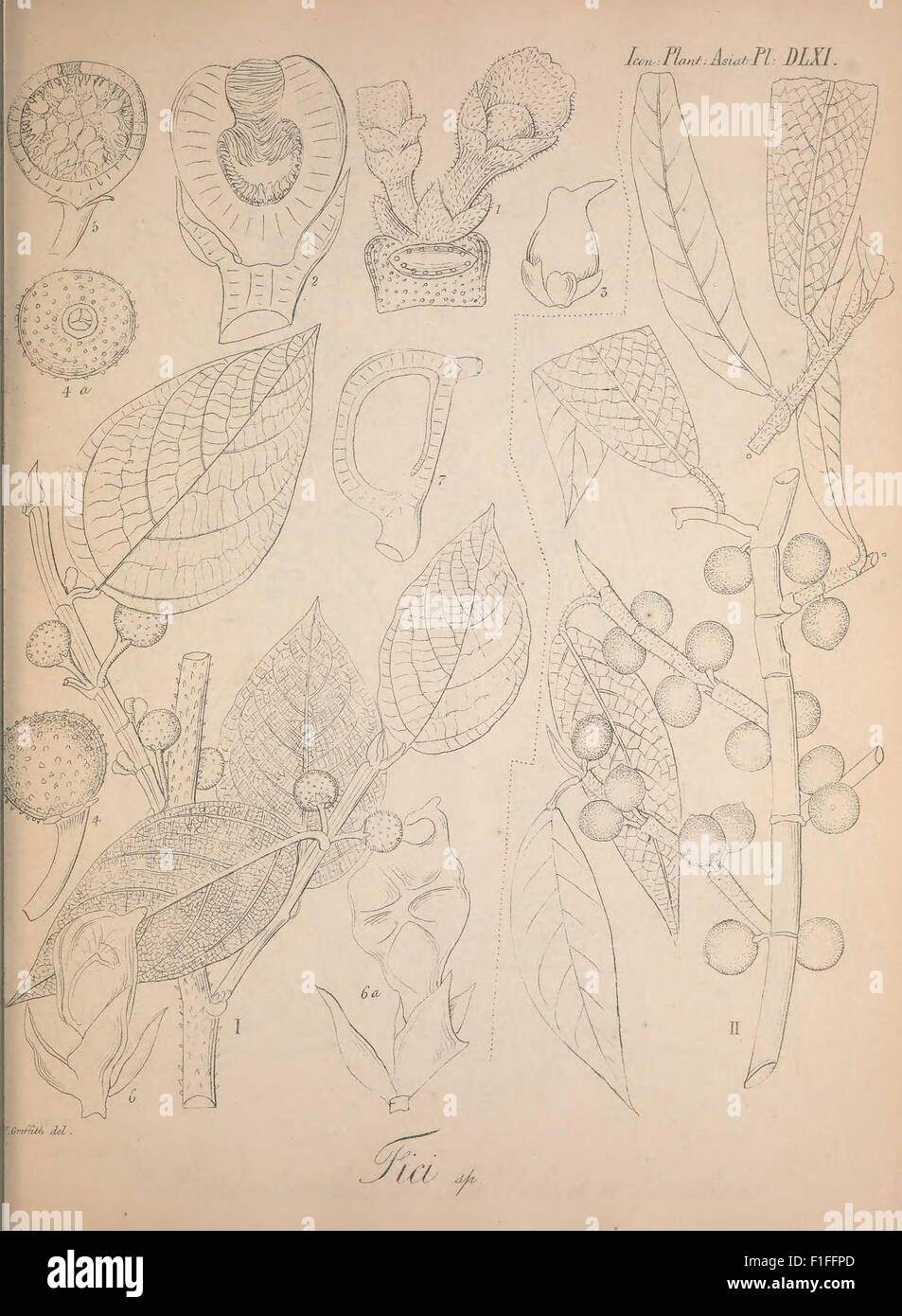 This work features detailed illustrations of plants native to Asia ...