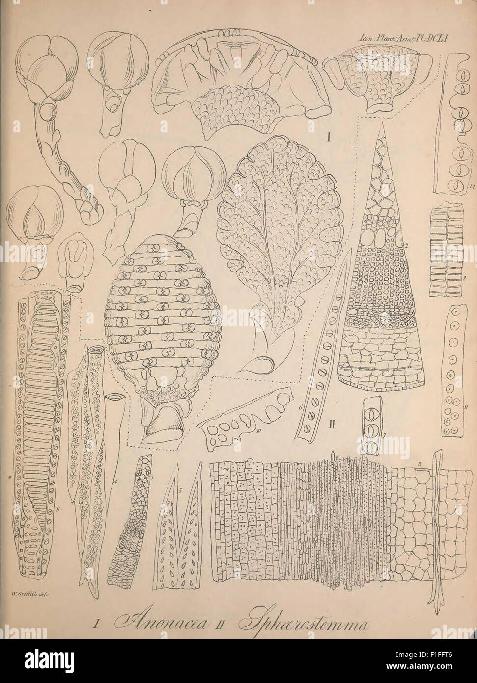 This work features detailed botanical illustrations of plants native to ...