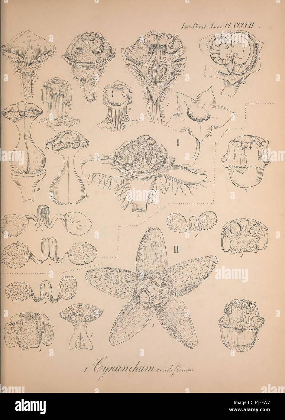 This work features illustrations and descriptions of plants native to ...