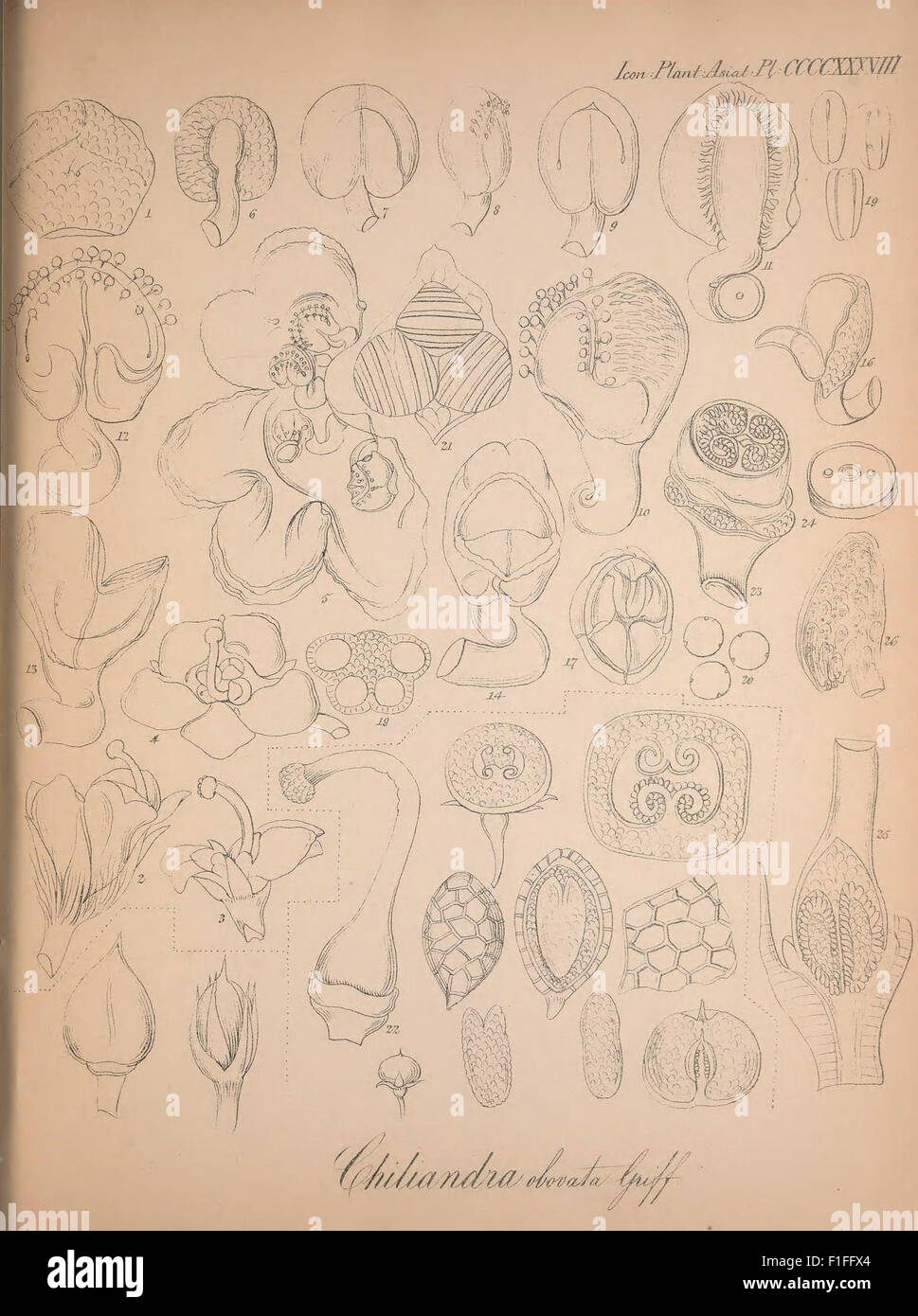 This book contains illustrations of plant species native to Asia ...