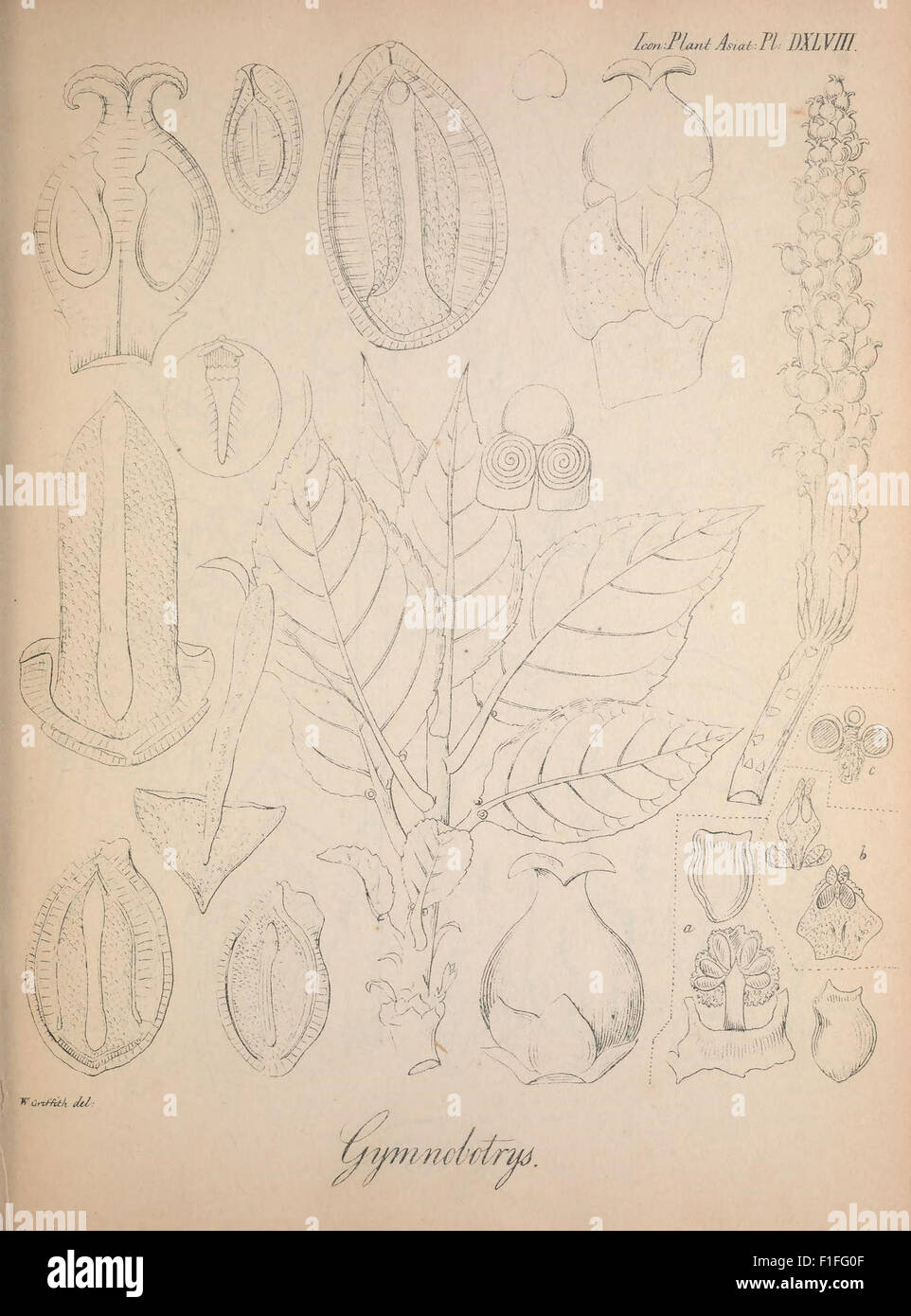 This botanical work illustrates plant species from Asia, offering ...