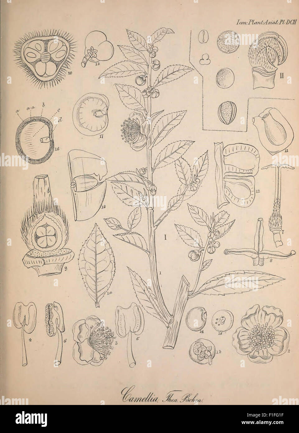 This botanical work features detailed illustrations of plants native to ...