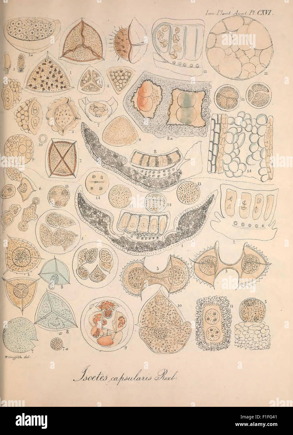 This botanical work is a visual compilation of plants native to Asia ...