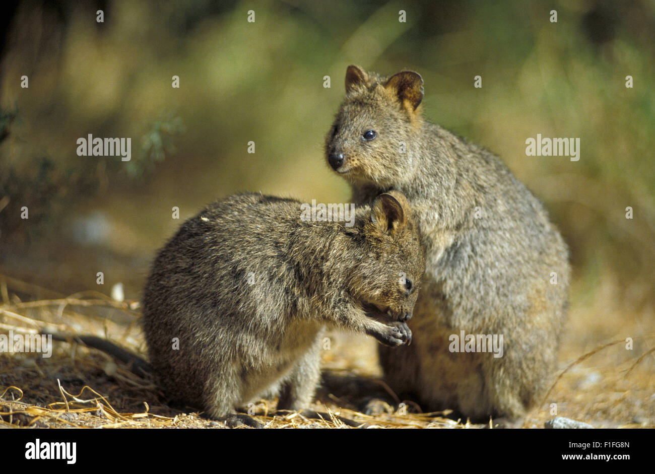 Quokkas (Setonix brachyurus) on Rottnest Island in Western Australia ...