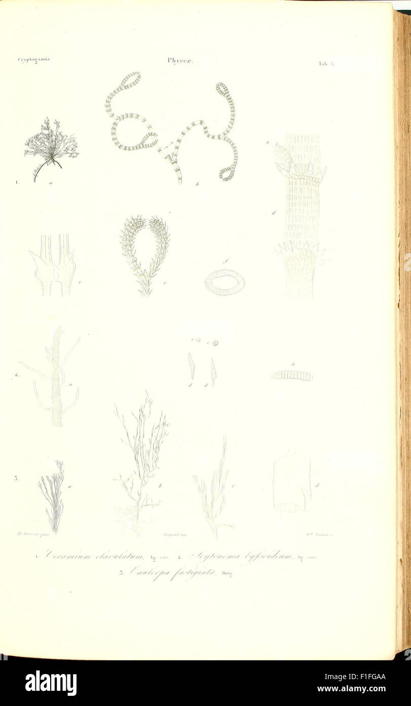 This botanical work provides illustrations of plants described in the ...